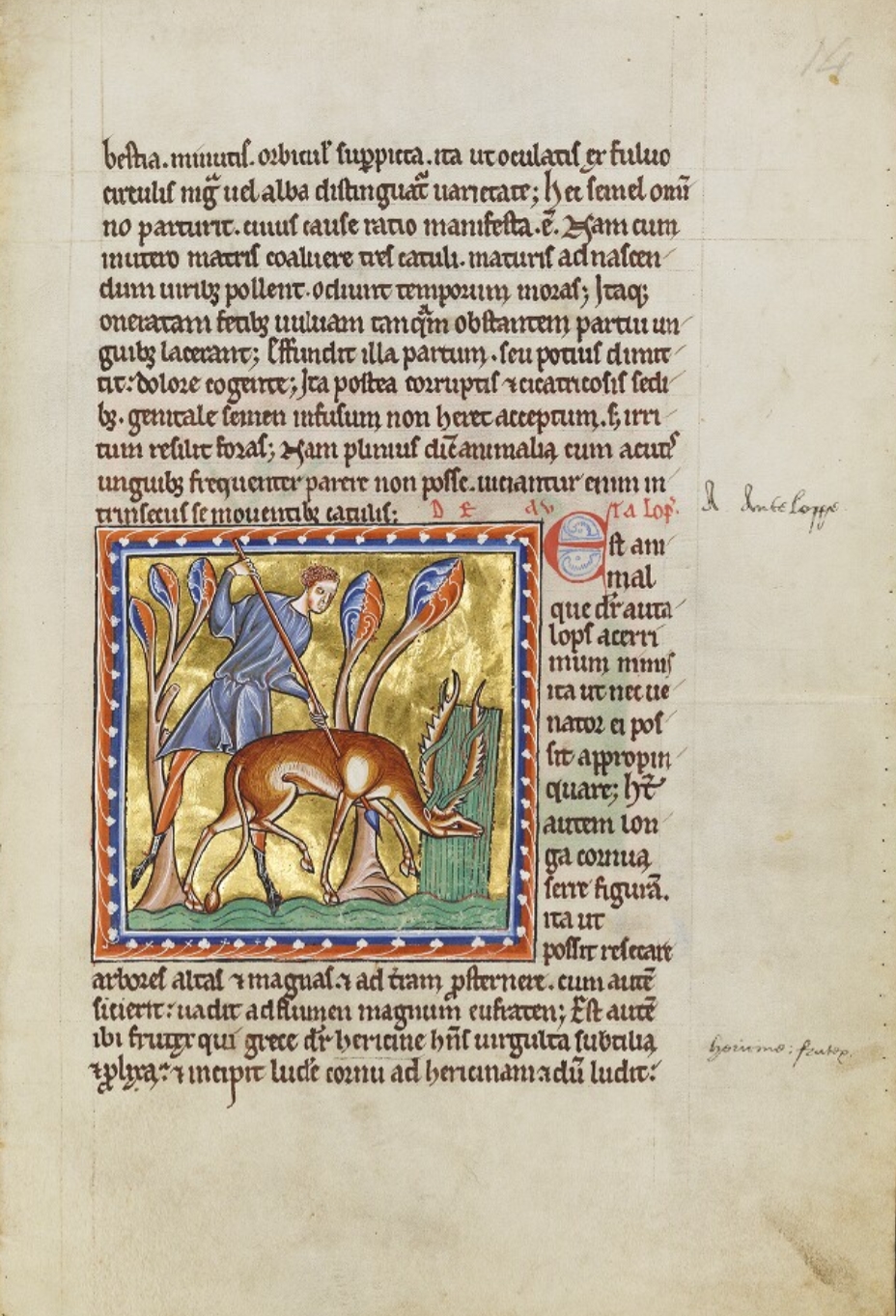 Medieval Bestiary : Manuscripts : Bodleian MS. Ashmole 1511