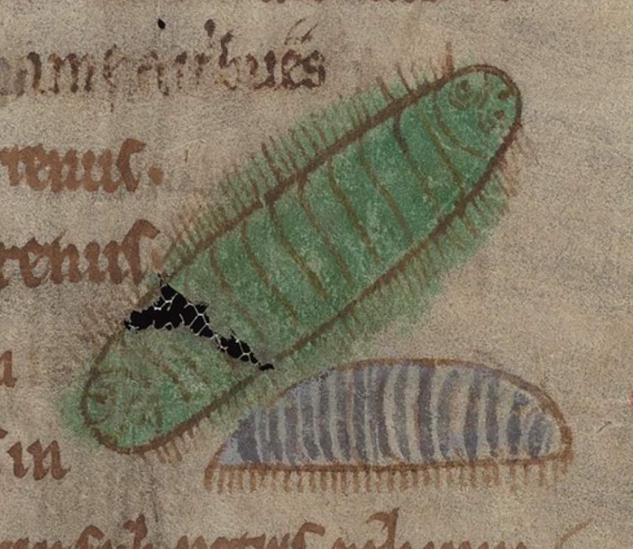 Medieval Bestiary : Beasts : Millipede