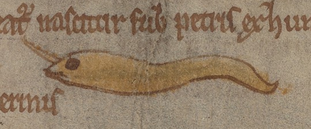 Medieval Bestiary : Beasts : Slug