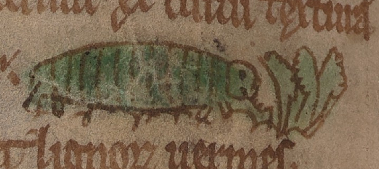 Medieval Bestiary : Beasts : Silkworm