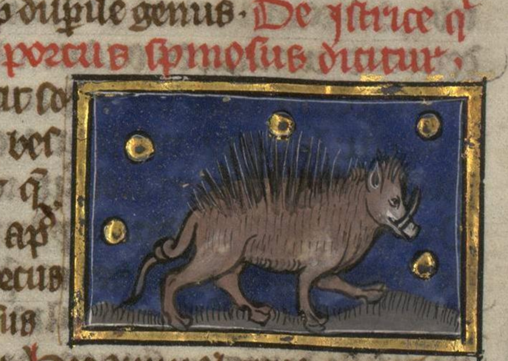 Medieval Bestiary : Beasts : Porcupine