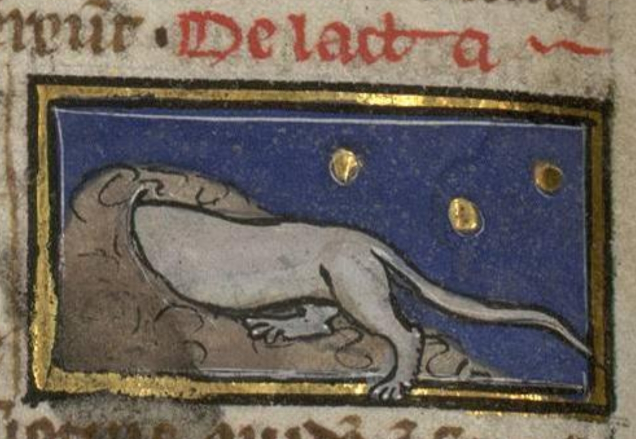 Medieval Bestiary : Beasts : Lacta