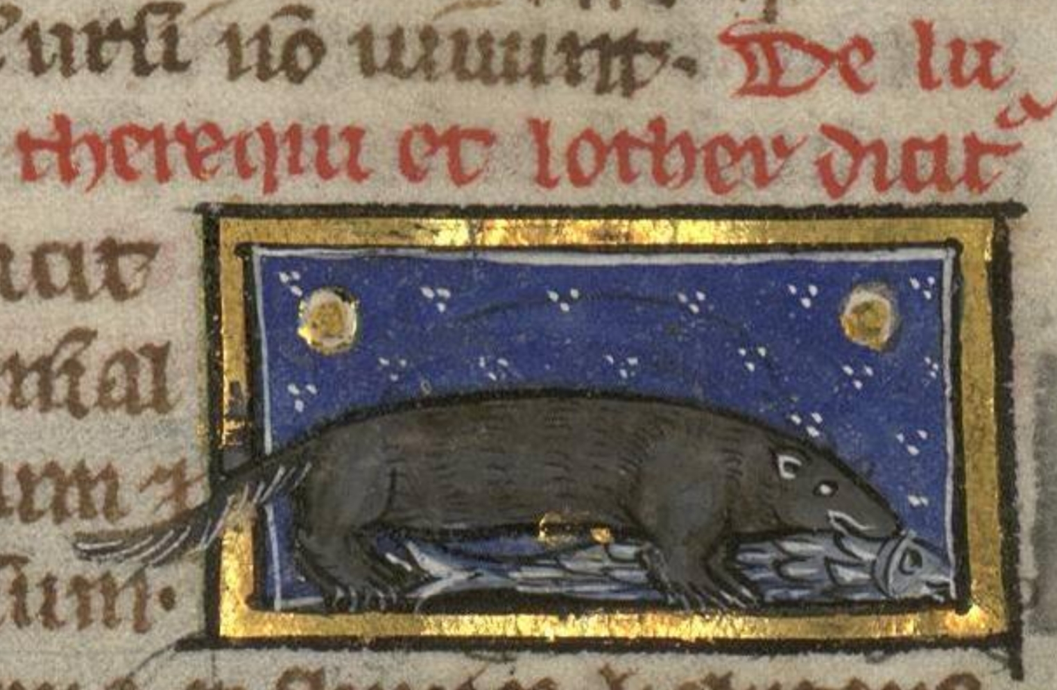 Medieval Bestiary : Beasts : Otter