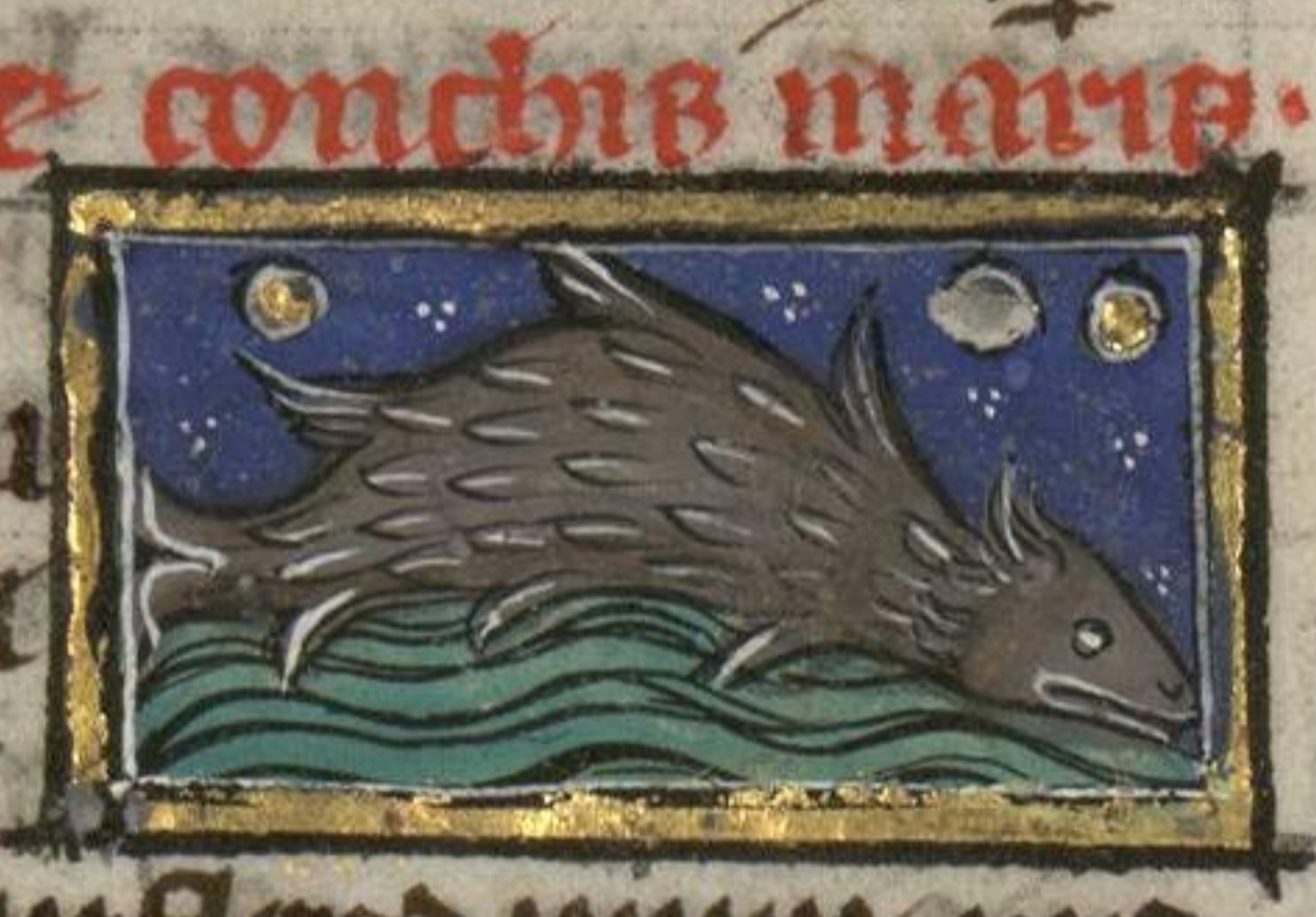 Medieval Bestiary : Beasts : Conchis