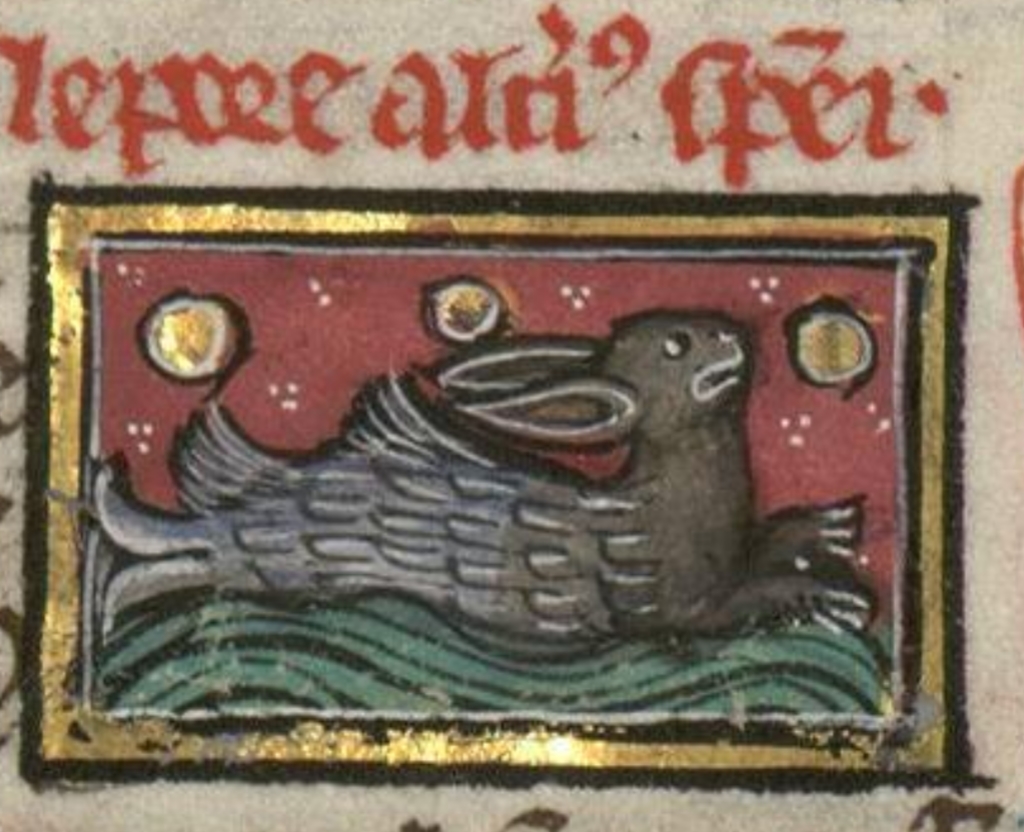 Medieval Bestiary : Beasts : Sea-hare