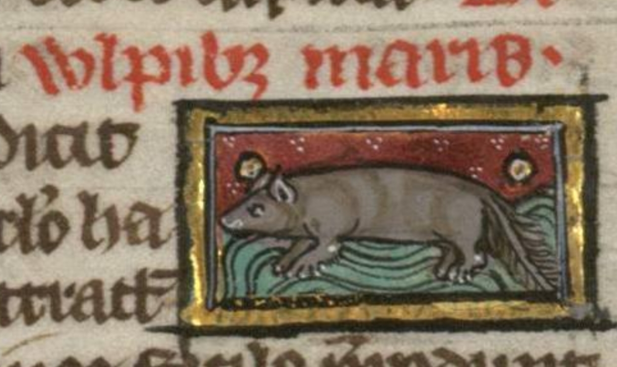 Medieval Bestiary : Beasts : Sea-fox