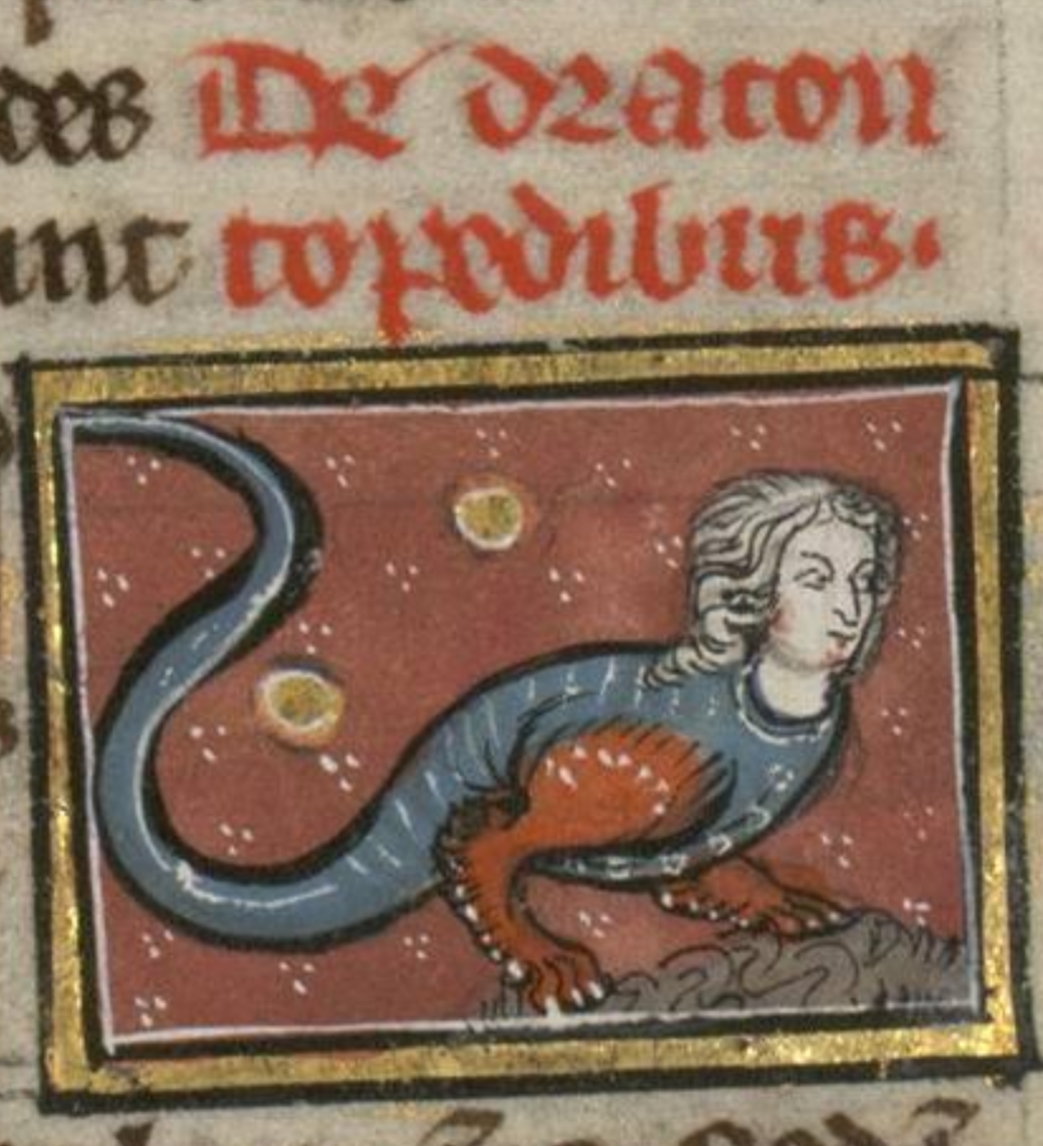 Medieval Bestiary : Beasts : Draconcopedes