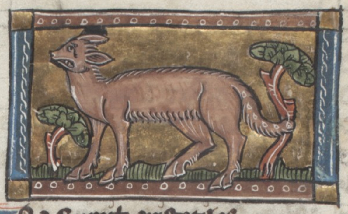 Medieval Bestiary : Beasts : Ana