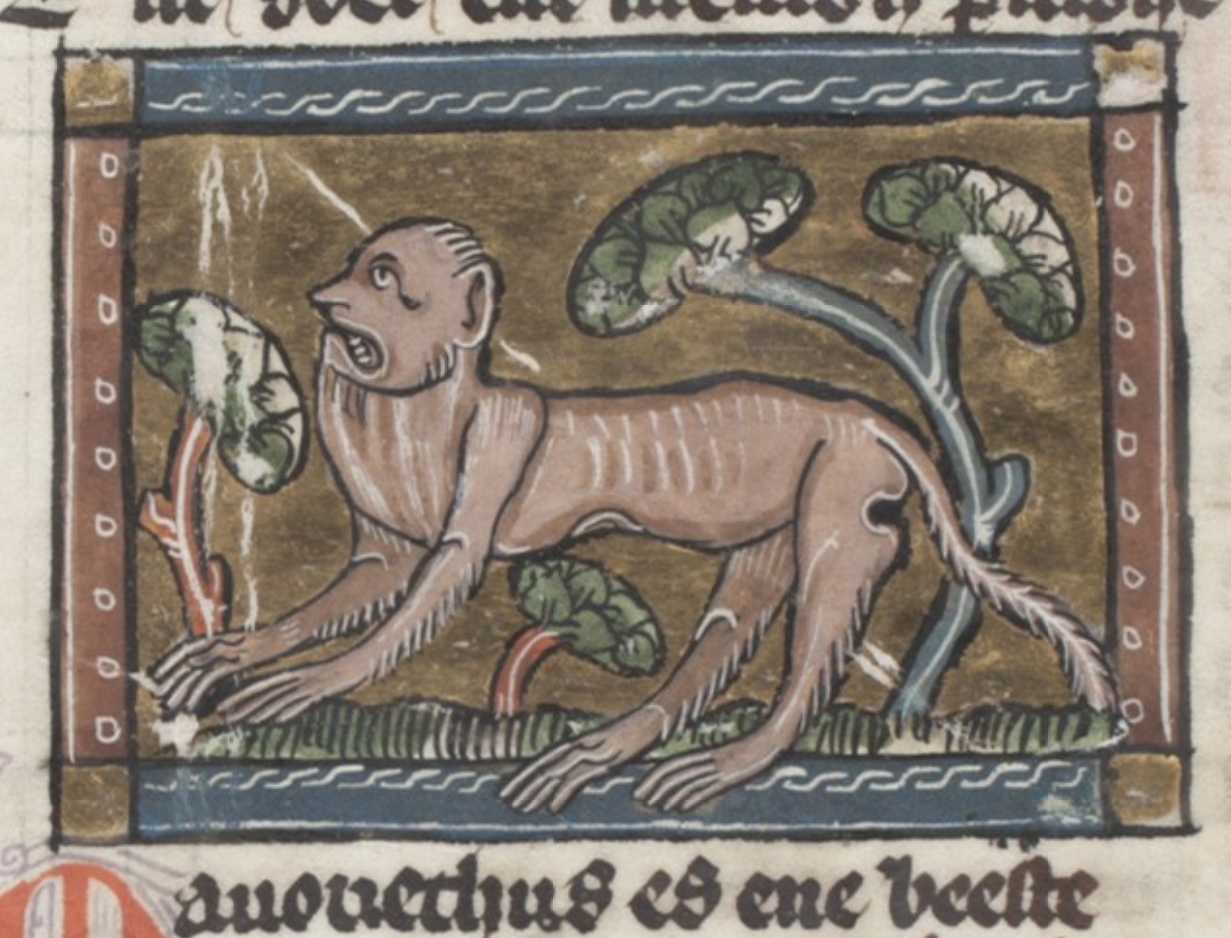 Medieval Bestiary : Beasts : Mammonetus