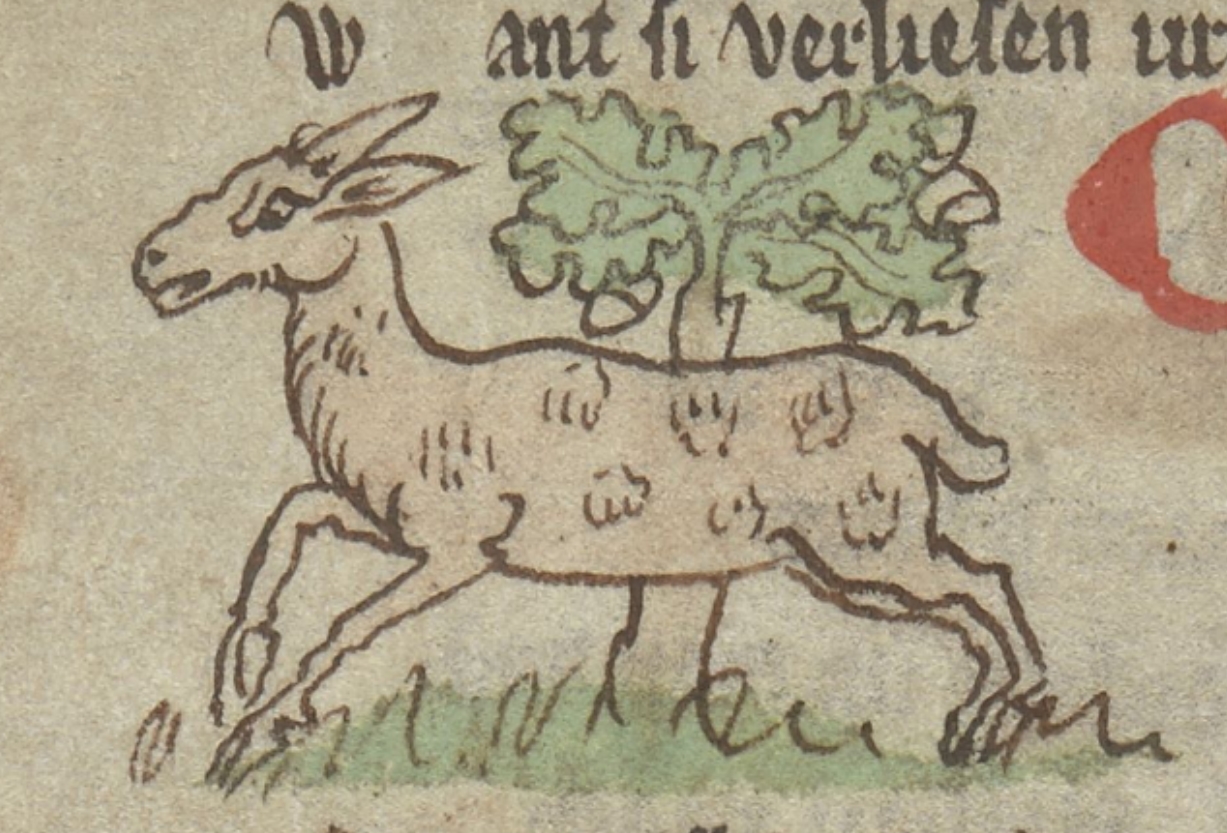 Medieval Bestiary : Beasts : Capreola