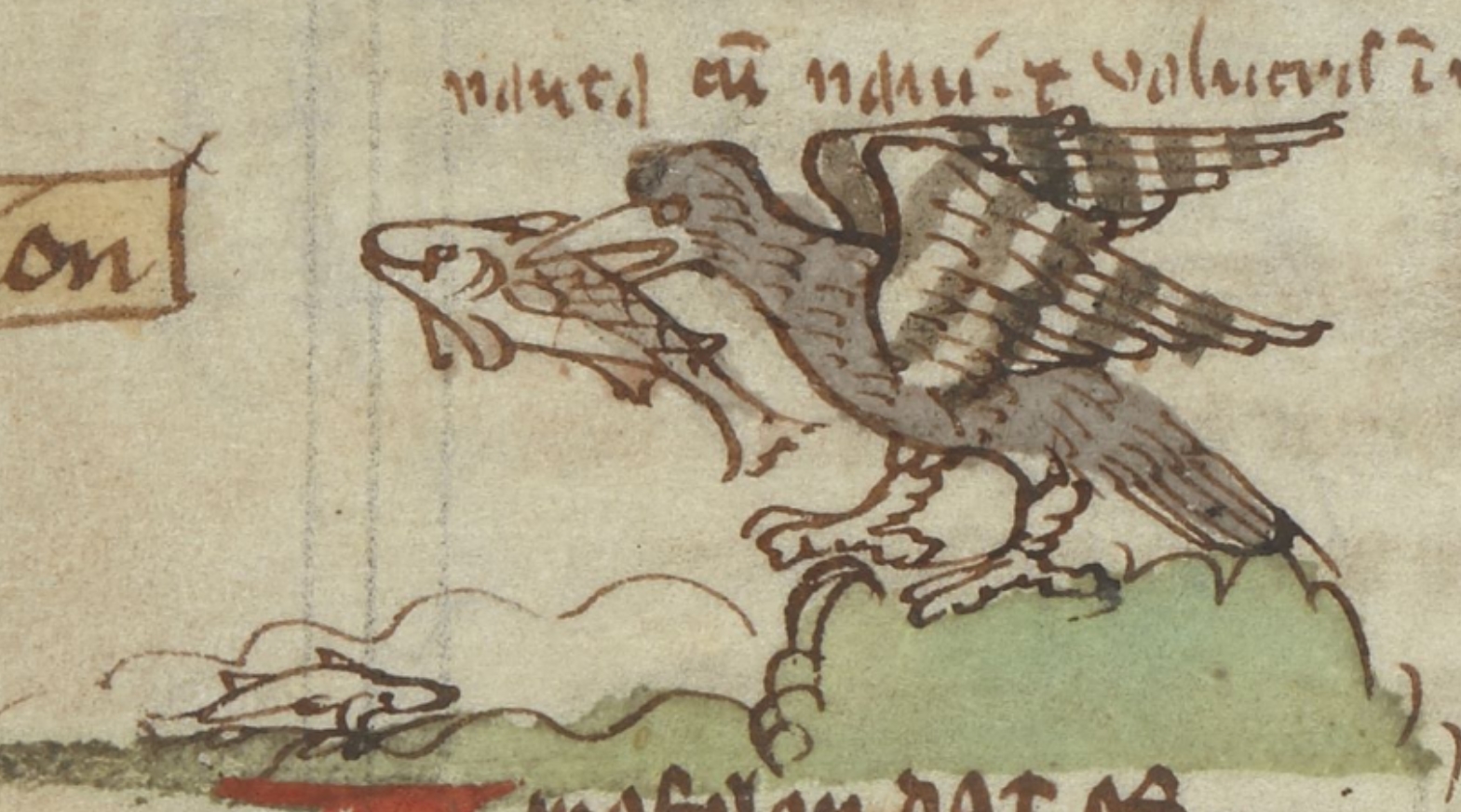 Medieval Bestiary : Beasts : Kingfisher