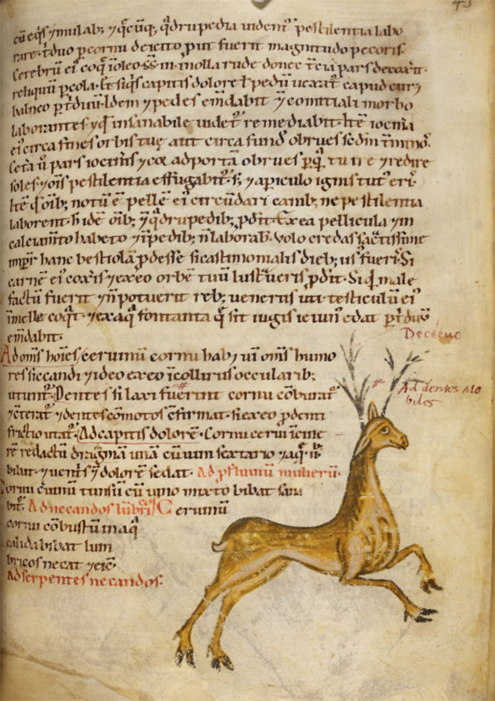 Medieval Bestiary : Manuscripts : British Library Harley MS 4986