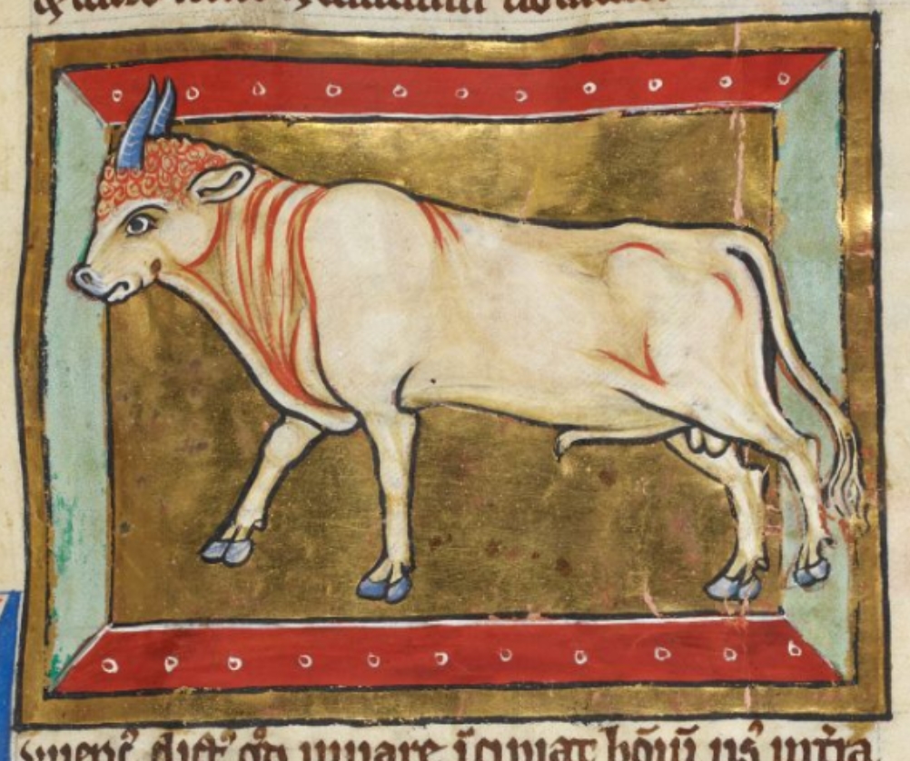 Medieval Bestiary : Beasts : Bull