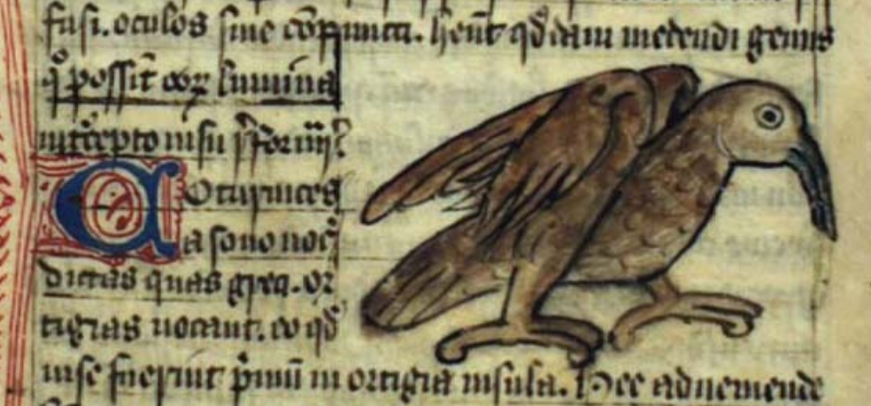 Medieval Bestiary : Beasts : Quail