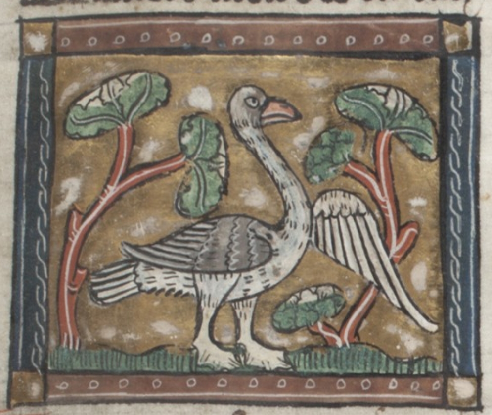 Medieval Bestiary : Beasts : Goose
